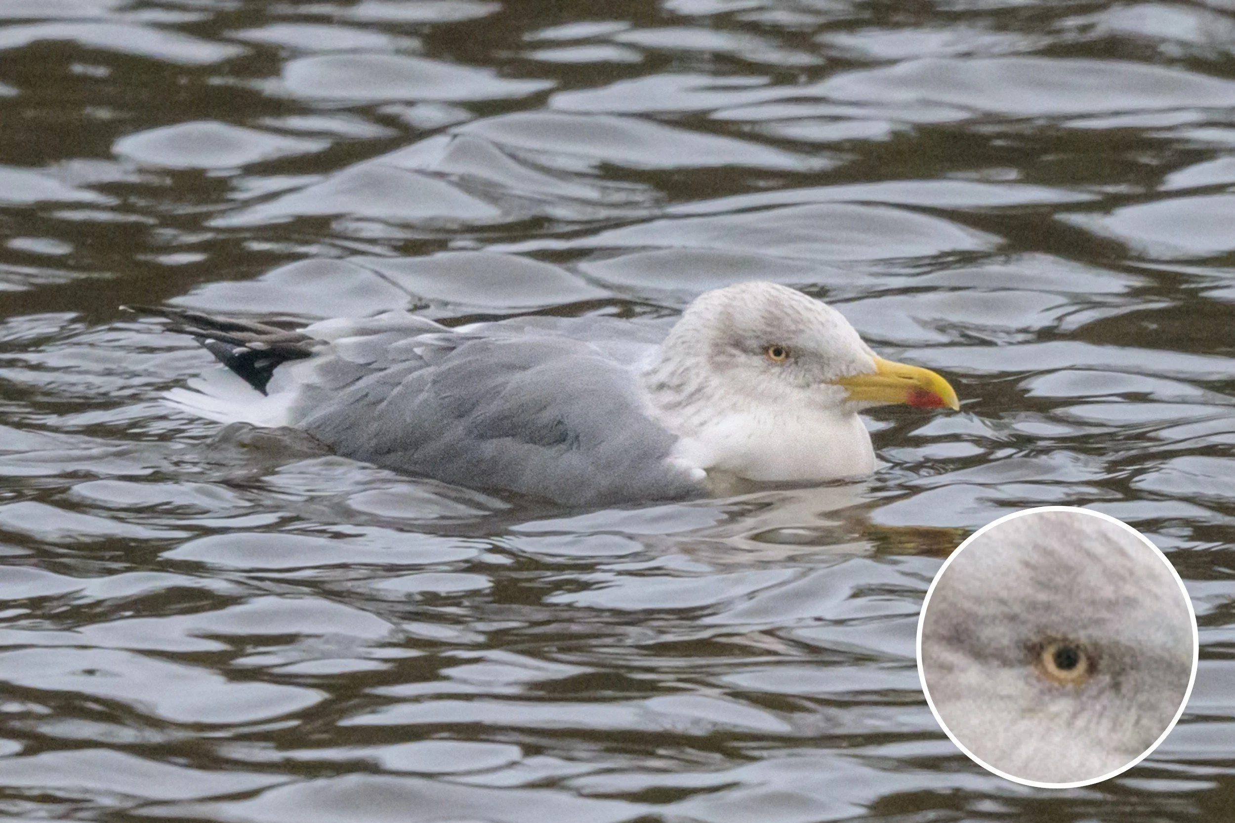 Introducing the ‘Guilvinec Gull’: a commented gallery of presumed ...