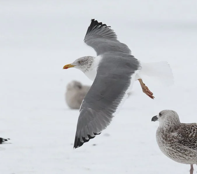 Introducing the ‘Guilvinec Gull’: a commented gallery of presumed ...