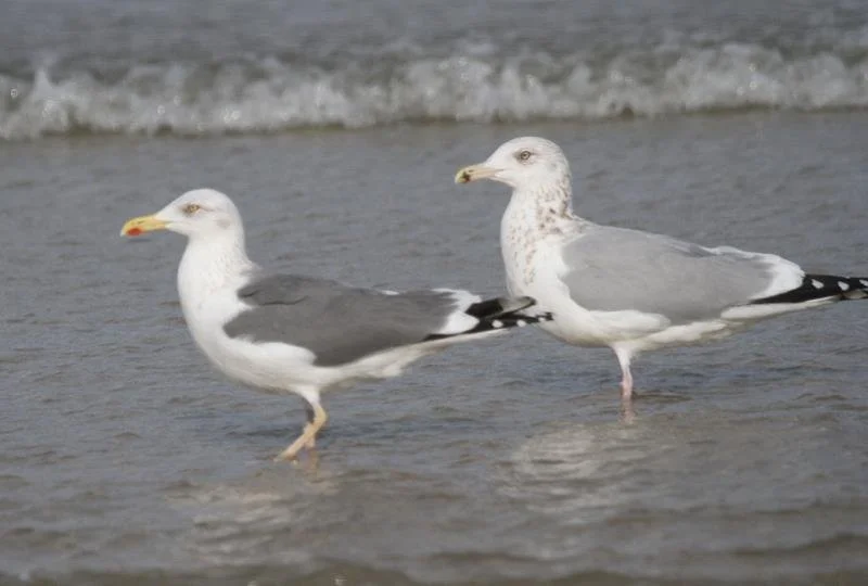 Introducing the ‘Guilvinec Gull’: a commented gallery of presumed ...