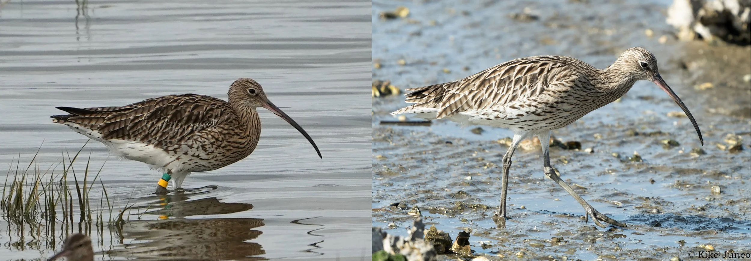 Oriental Curlews in Western Europe: identification and status ...