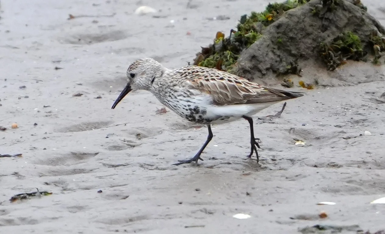 Unprecedented spring arrival of Greenland Dunlin ssp. arctica to ...