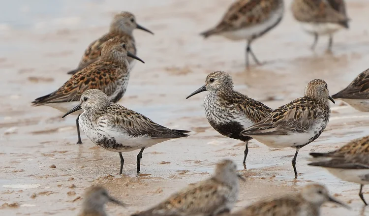 Unprecedented spring arrival of Greenland Dunlin ssp. arctica to ...