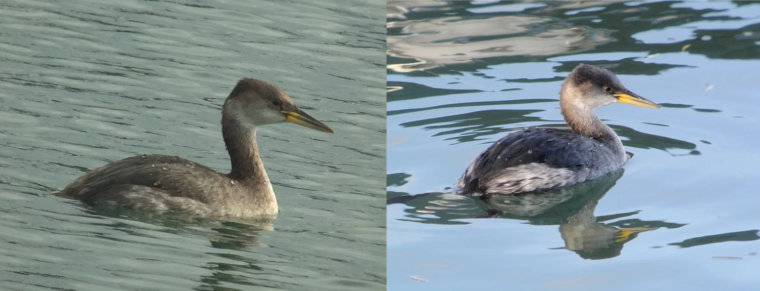 Holbøll’s Red-necked Grebe revisited: are they doable in the field ...