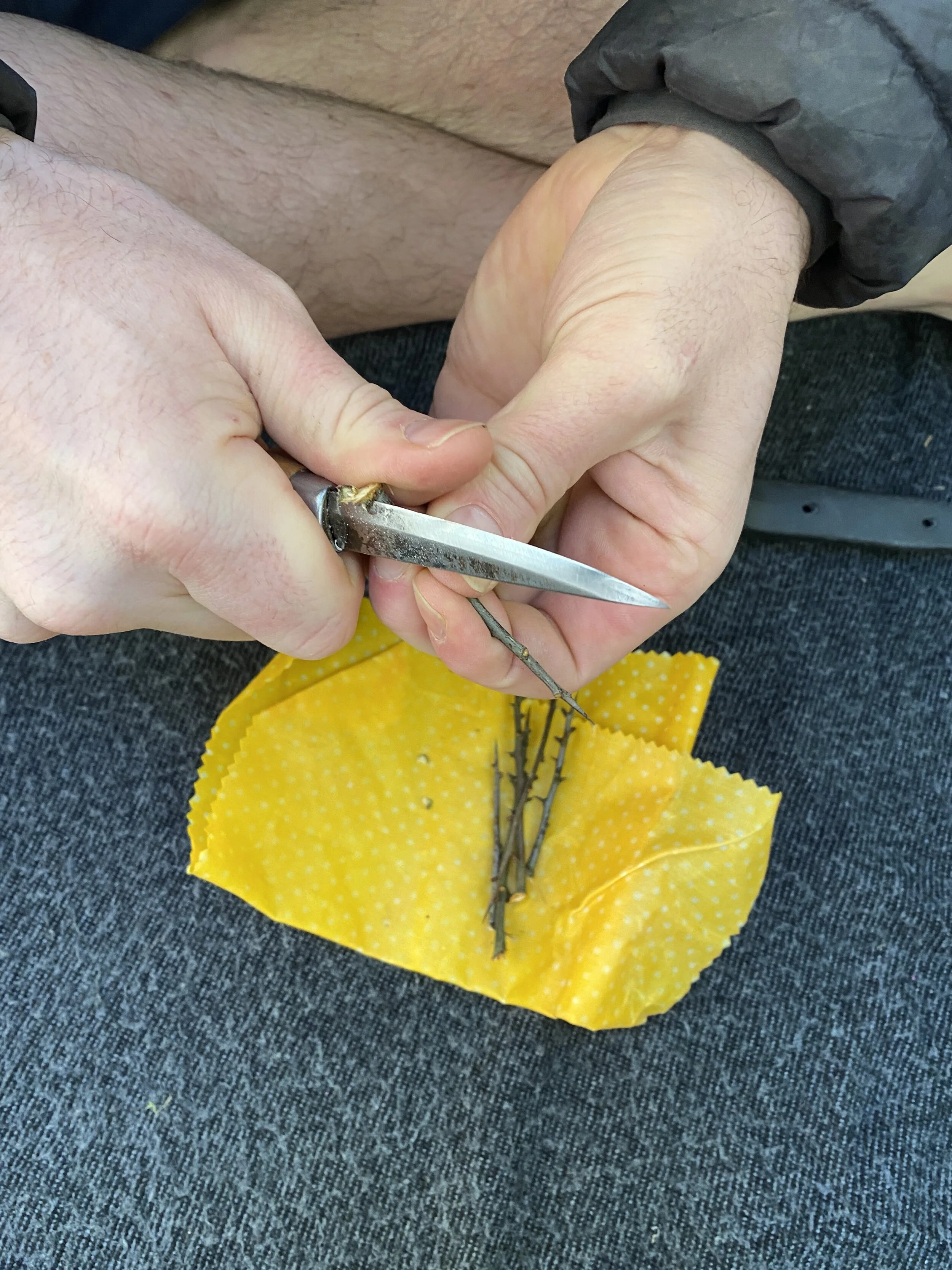 Hawthorn Needles — Kith Homestead