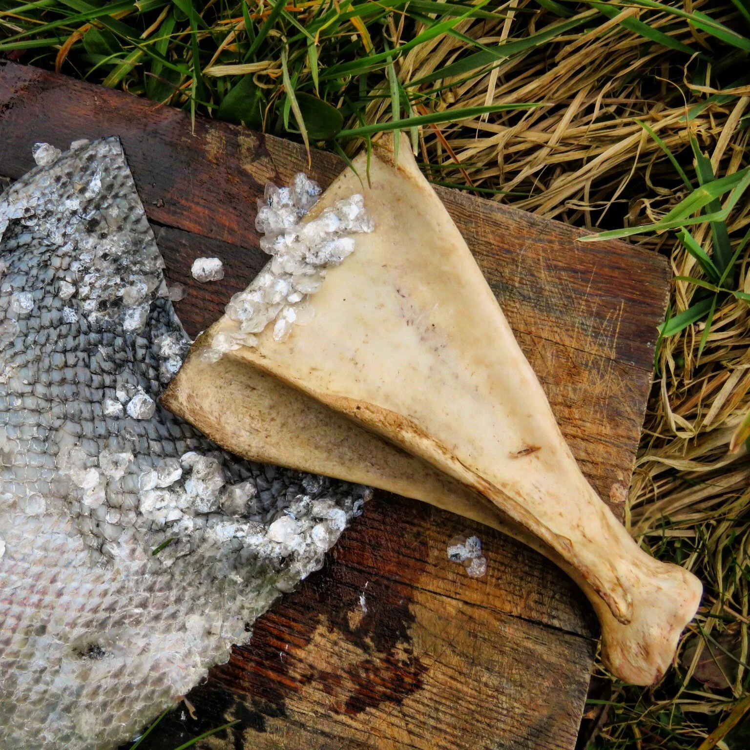 Fish Skin Tanning — Kith Homestead