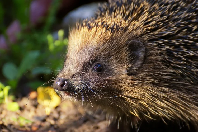 Where Does the Word Hedgehog Come From? |Vocabulary Showcase| — Wright ...