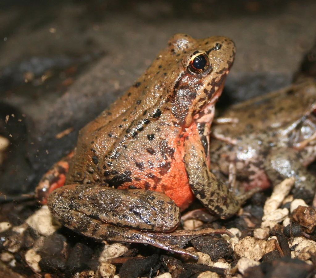 Gallery 1 — Bridle Trails Park Foundation