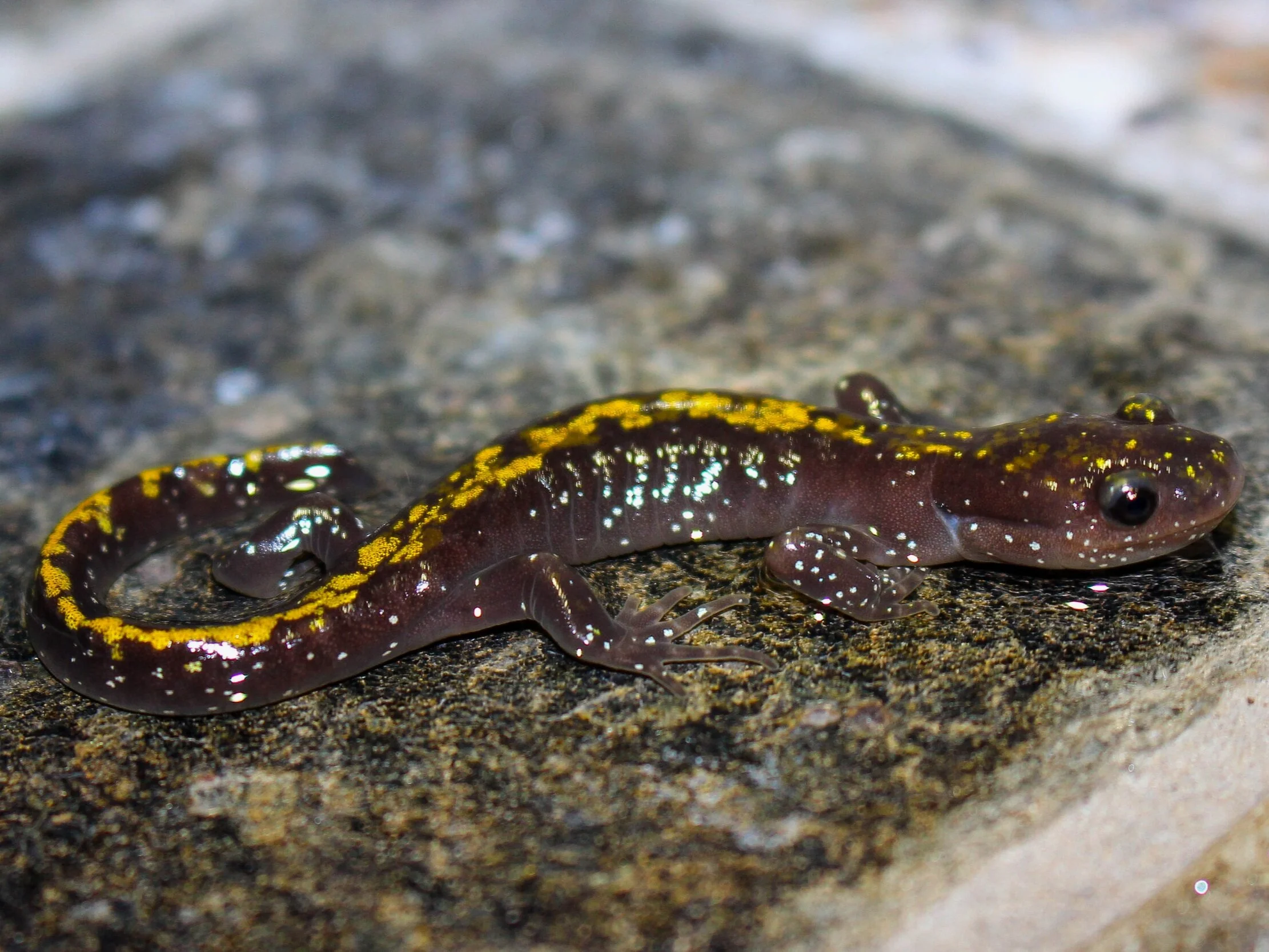 Gallery 1 — Bridle Trails Park Foundation