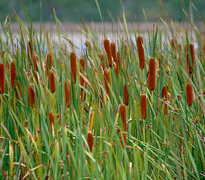 Raupo Hut Making — Howick Historical Village