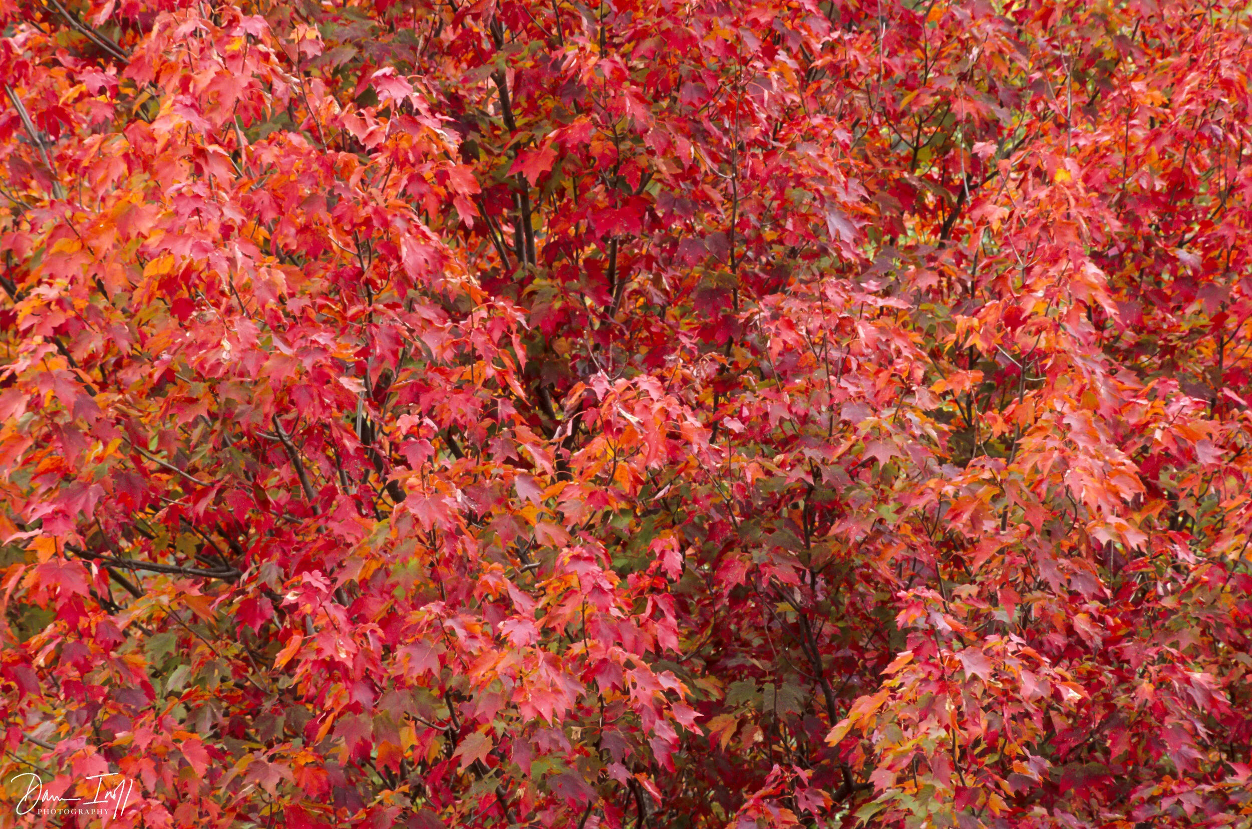 Fall Colors — DARREN INOFF