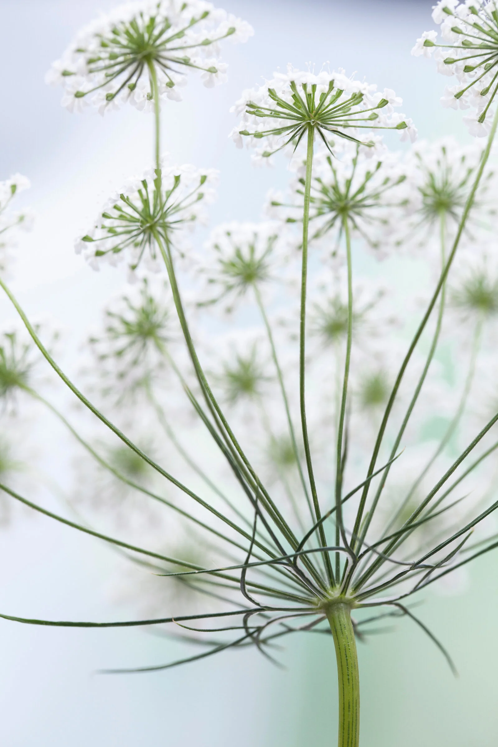 General 5 — Bud to Seed