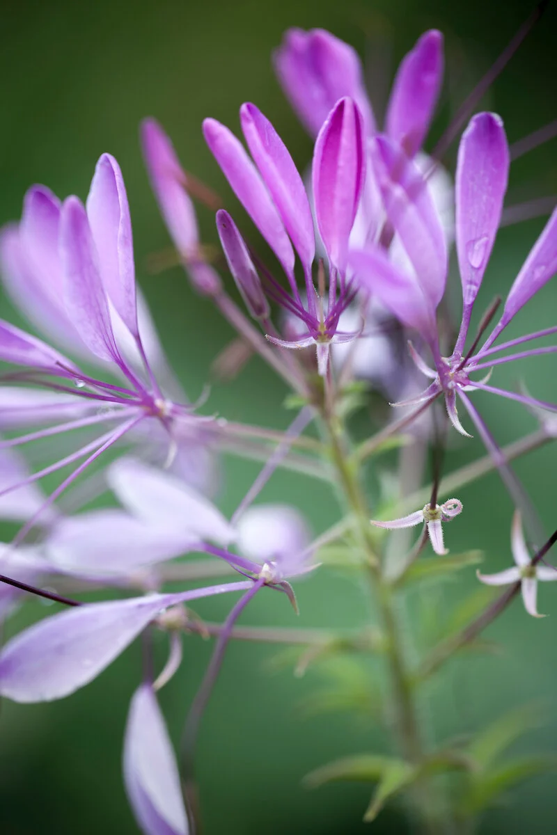 General 5 — Bud to Seed