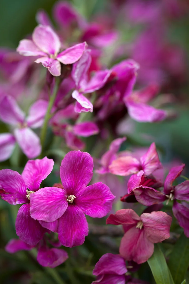 General 5 — Bud to Seed