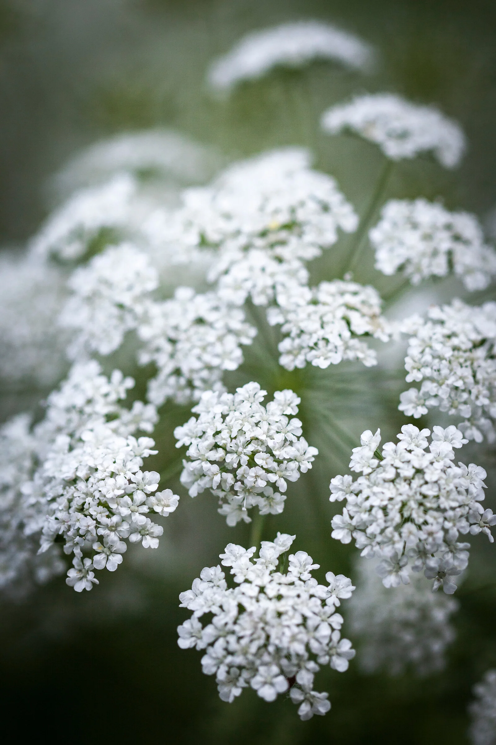 Ammi — Bud to Seed