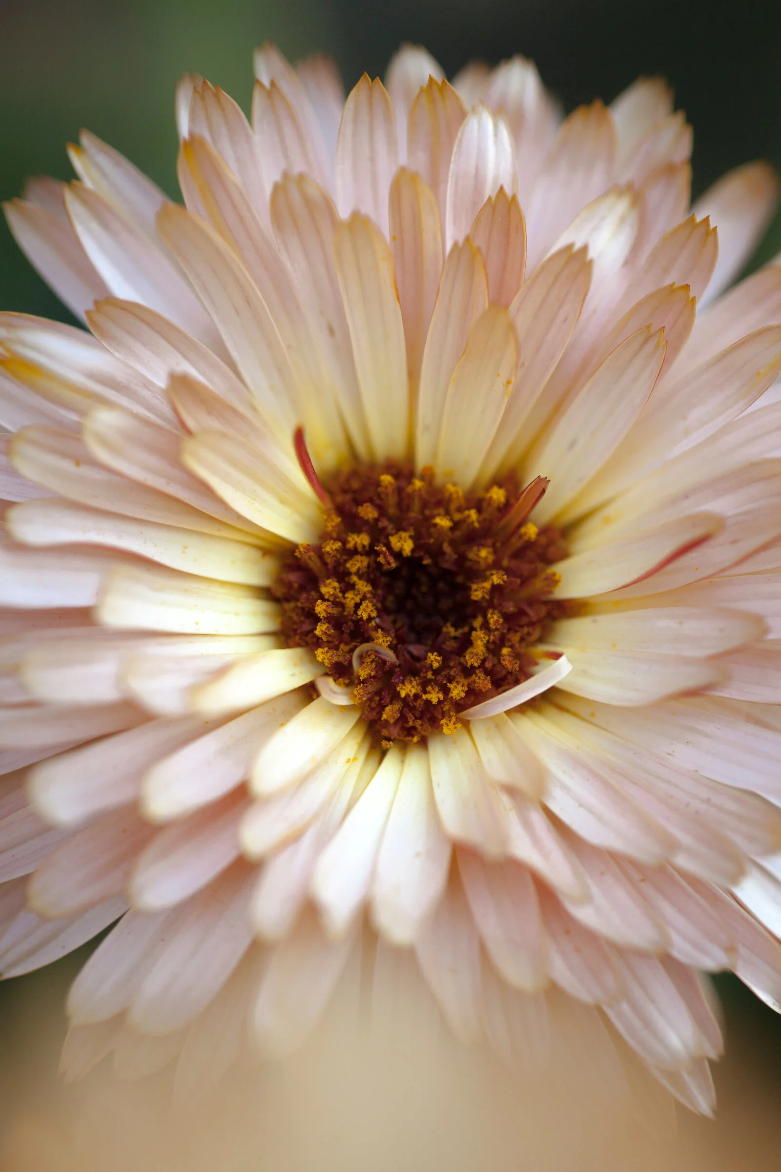 Calendula — Bud to Seed