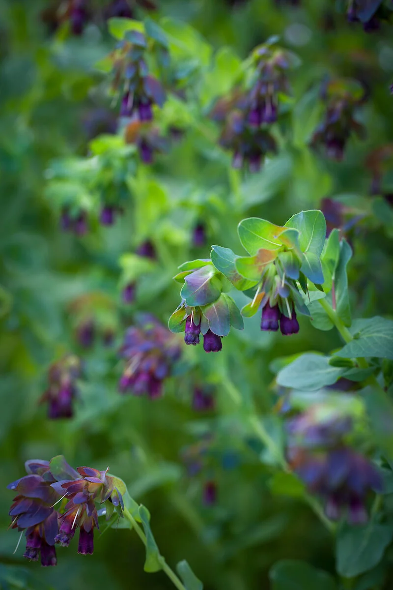Cerinthe — Bud to Seed