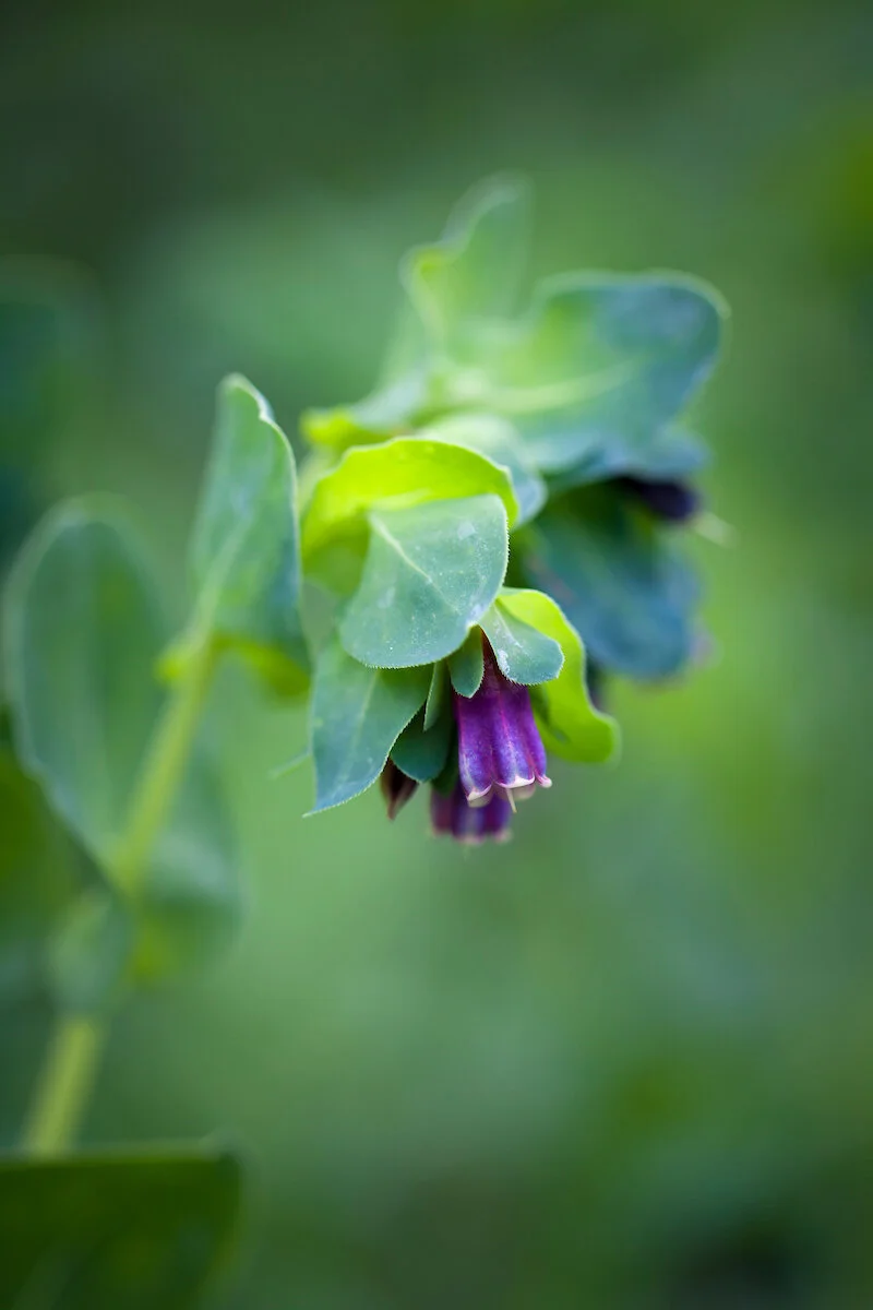 Cerinthe — Bud to Seed