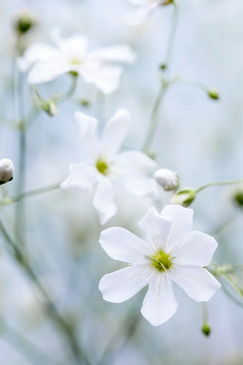Gypsophila — Bud to Seed