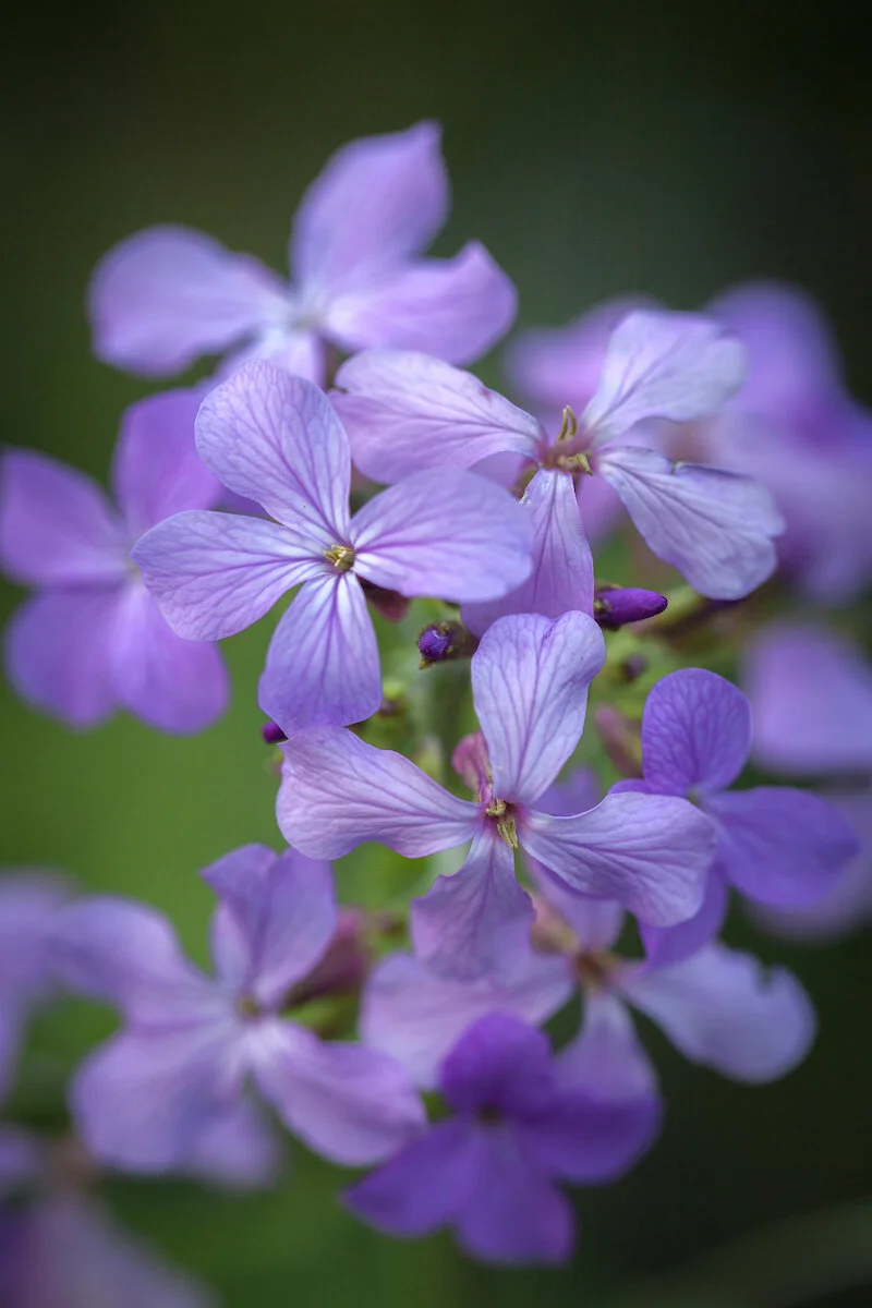 Honesty — Bud to Seed
