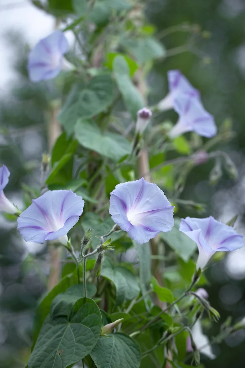 Ipomoea — Bud to Seed