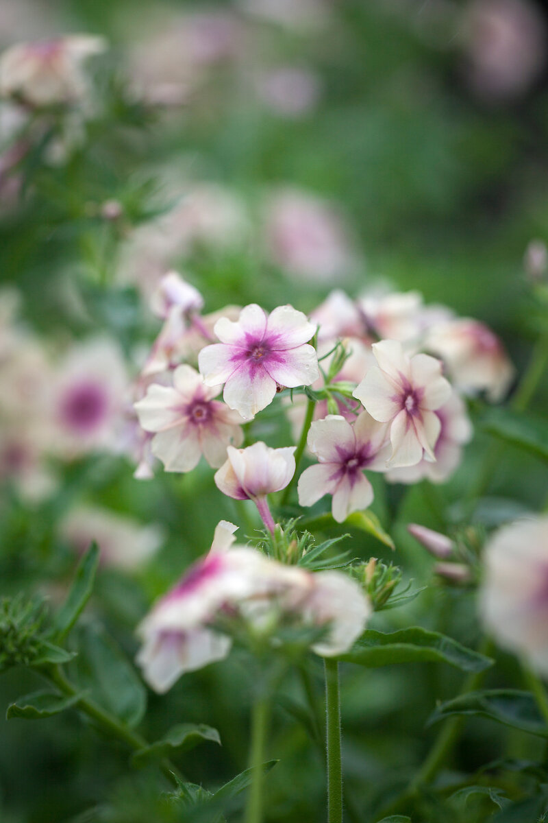 Phlox — Bud to Seed