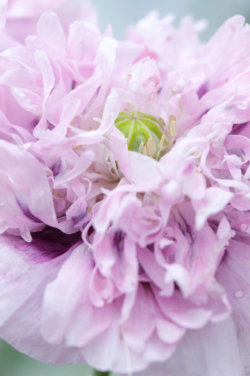 Poppy — Bud to Seed