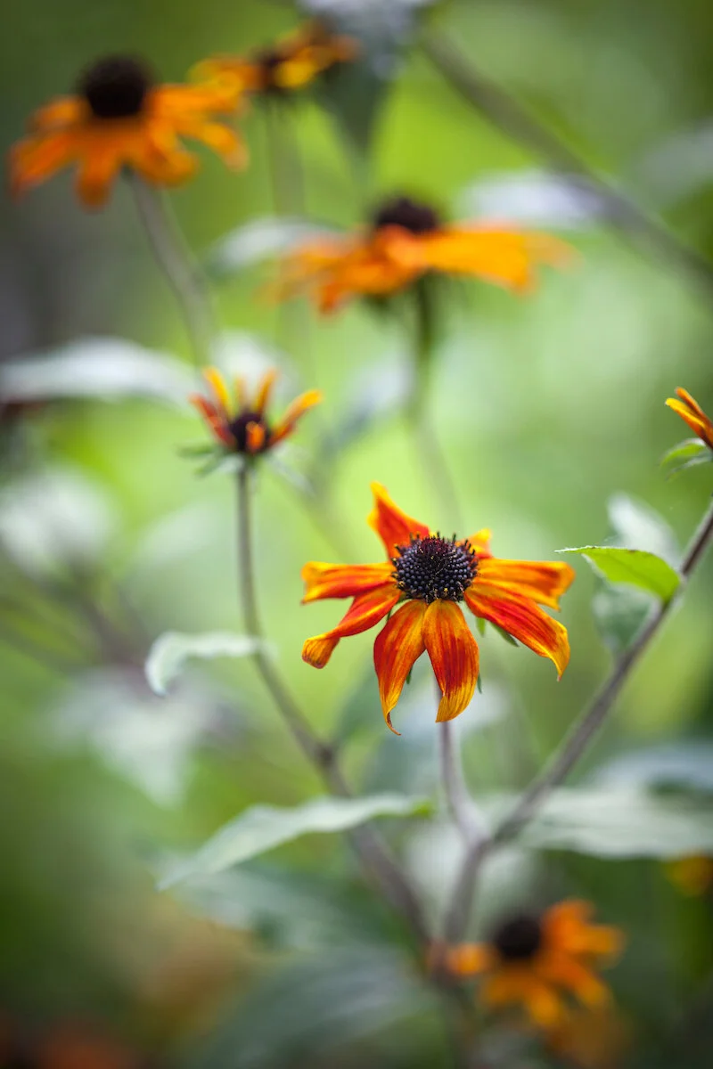 Rudbeckia — Bud to Seed