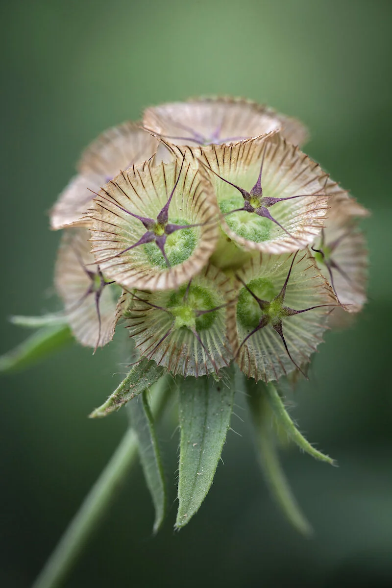Scabious — Bud to Seed