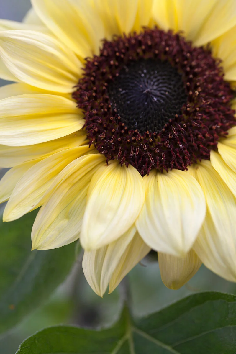 Sunflower — Bud to Seed