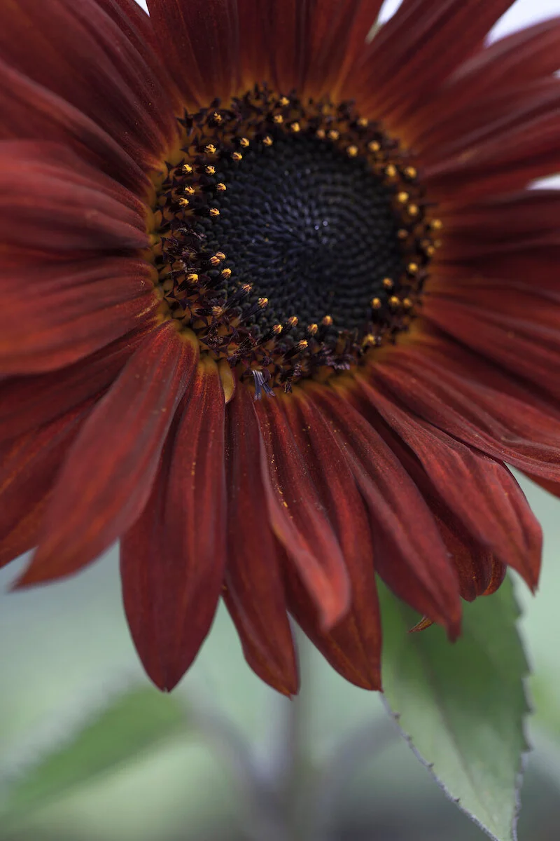 Sunflower — Bud to Seed