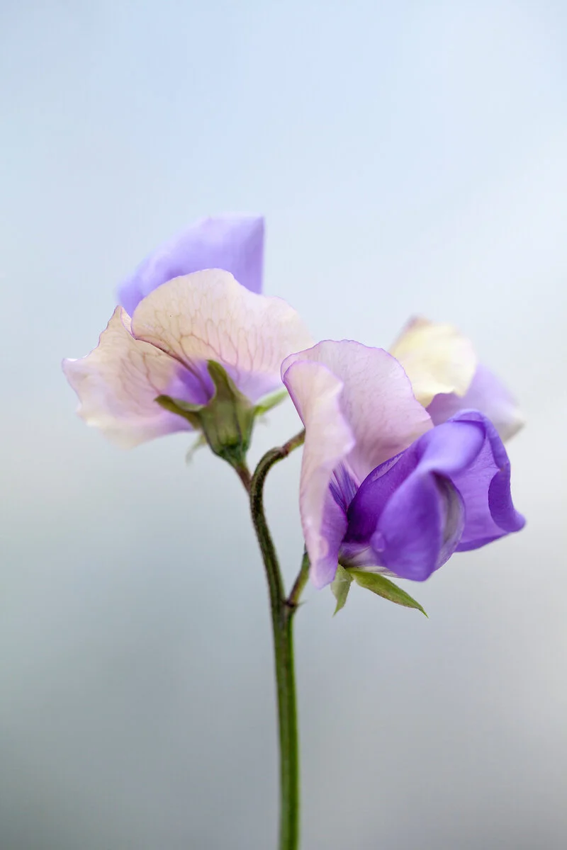 Sweet Pea — Bud to Seed