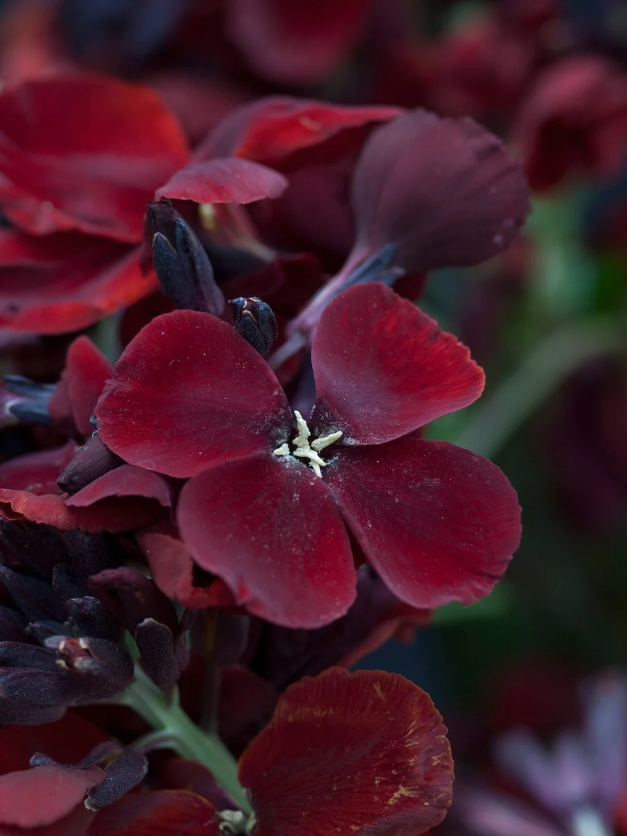 Wallflower — Bud to Seed