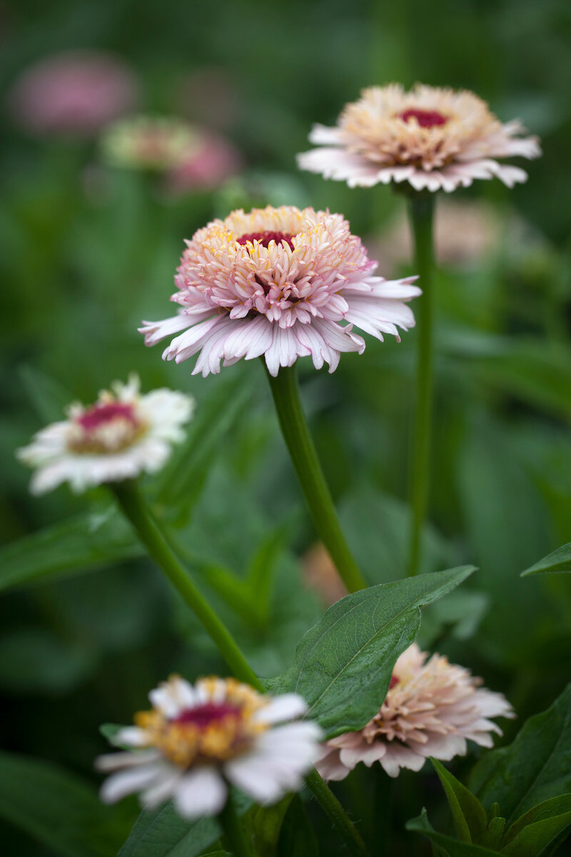 Zinnia — Bud to Seed