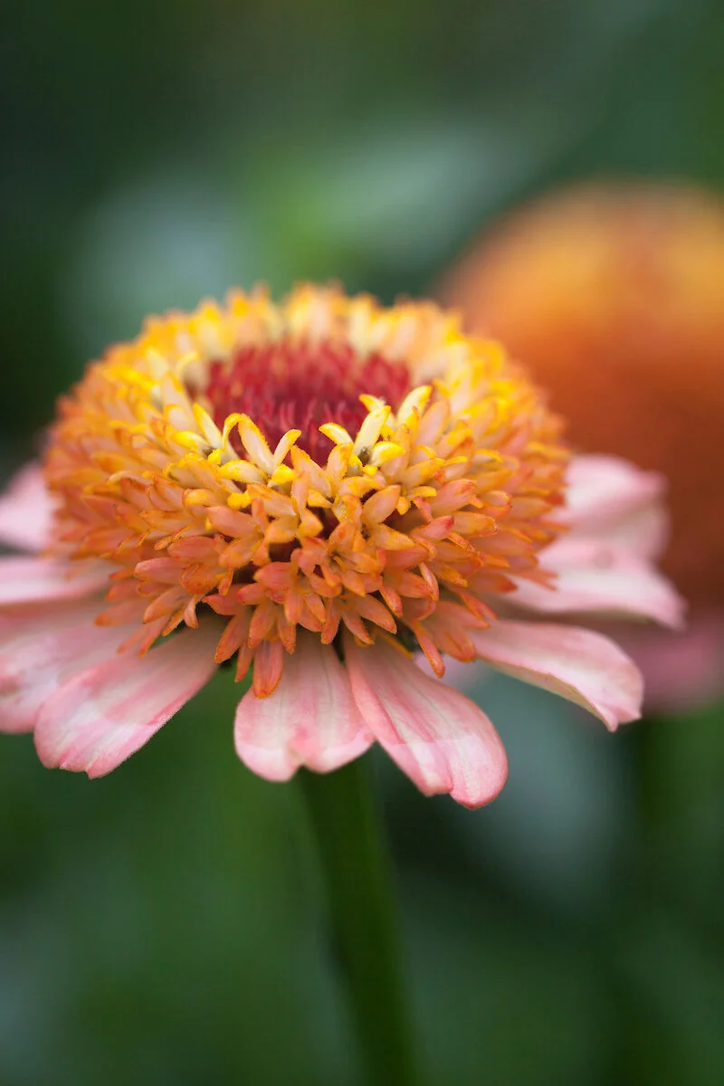 Zinnia — Bud to Seed