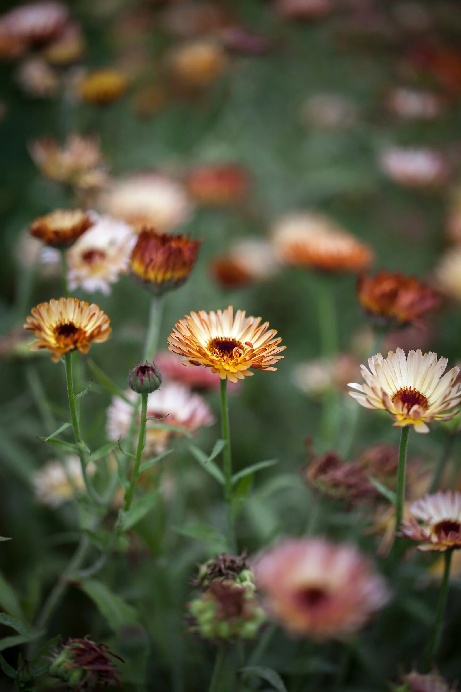 Sowing annuals in autumn — Bud to Seed