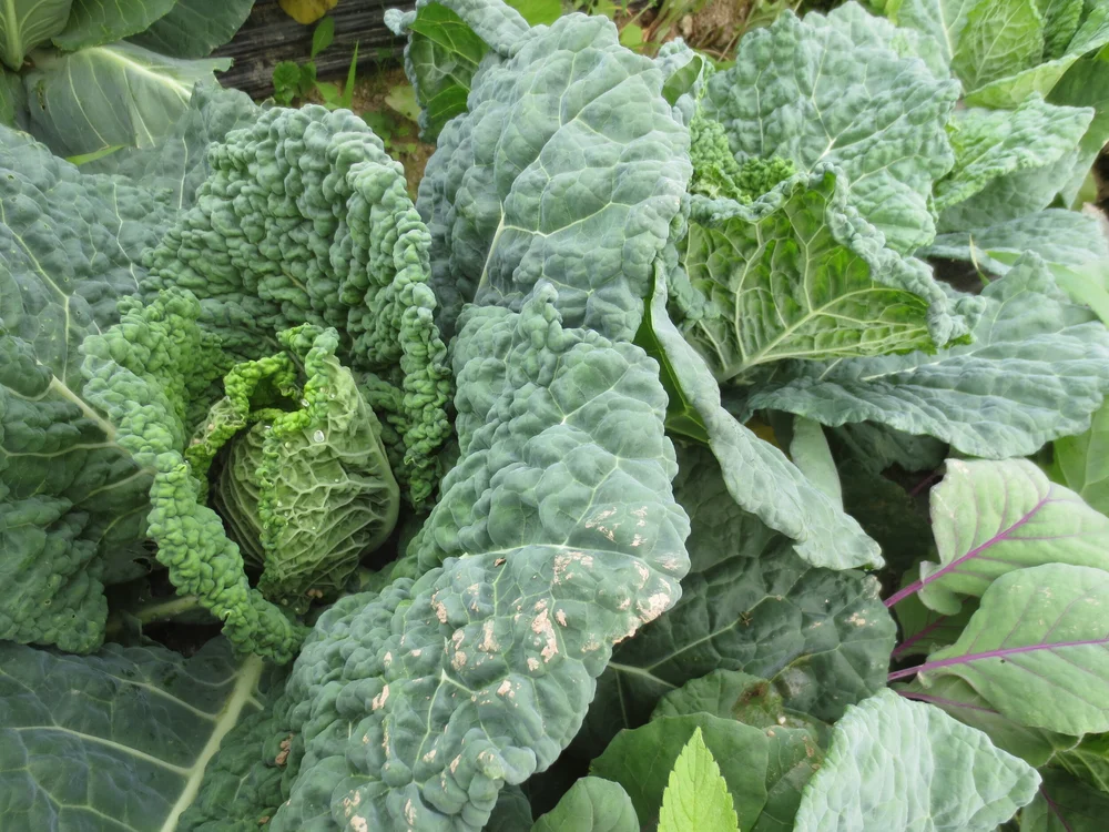 Norwich Meadows Farm