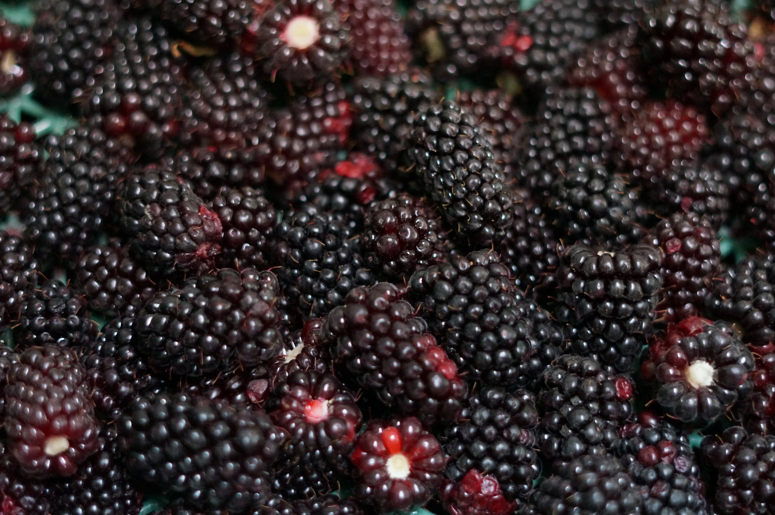Tasman Bay Berries