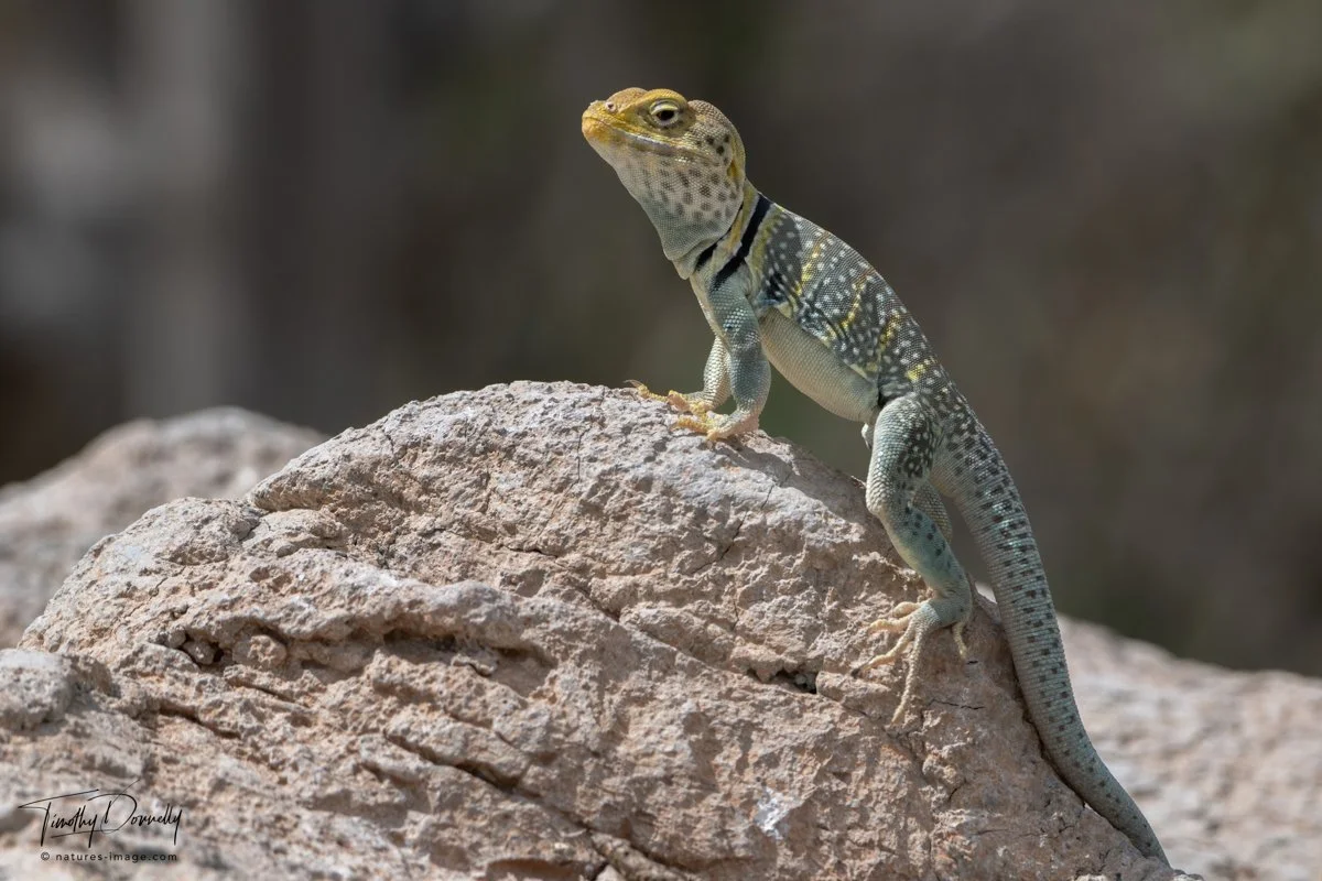 Arizona Wildlife & Landscapes — Natures-image