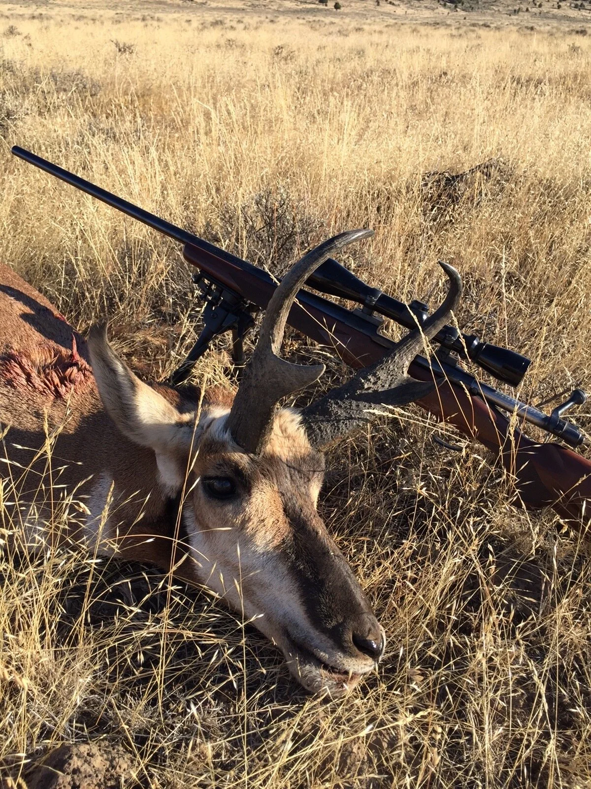 Hunting — Blue Mountain Ranch