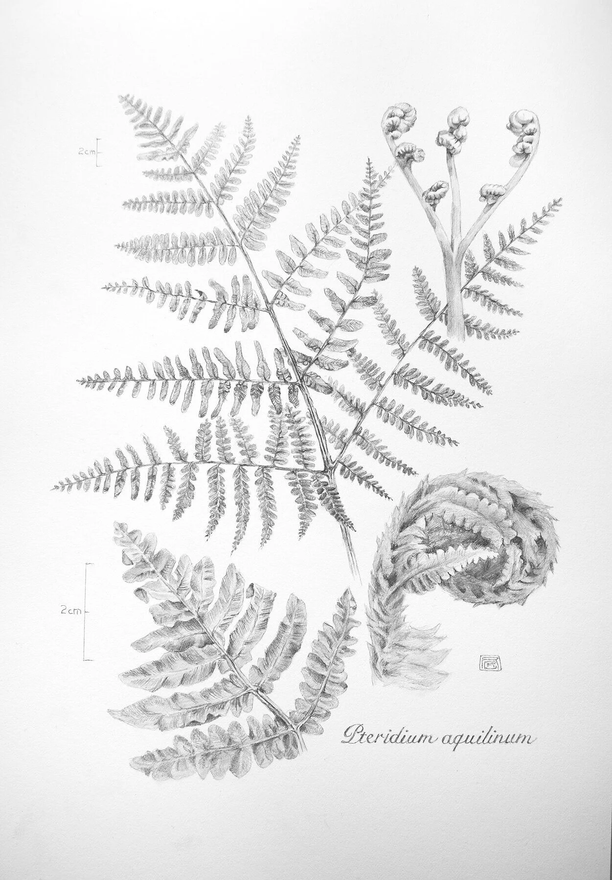 Bracken Fern Drawing