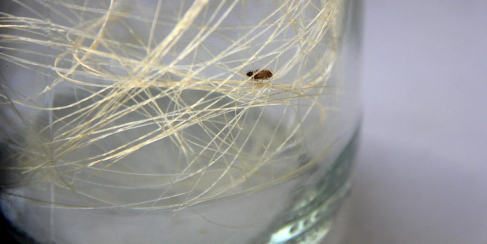 Identifying and Eliminating Bow Bugs: Protect Your String Instrument ...