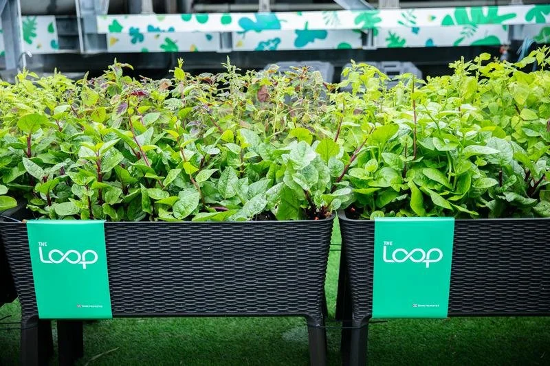 DBS Hong Kong and Taikoo Place use food waste to feed the highest urban ...