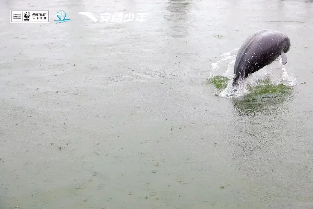 Anta × WWF - Protect the Yangtze River Dolphin — GREENEXT