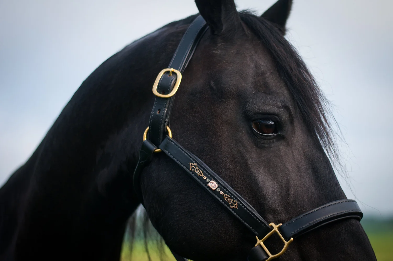 Store 2 — Equus Couture