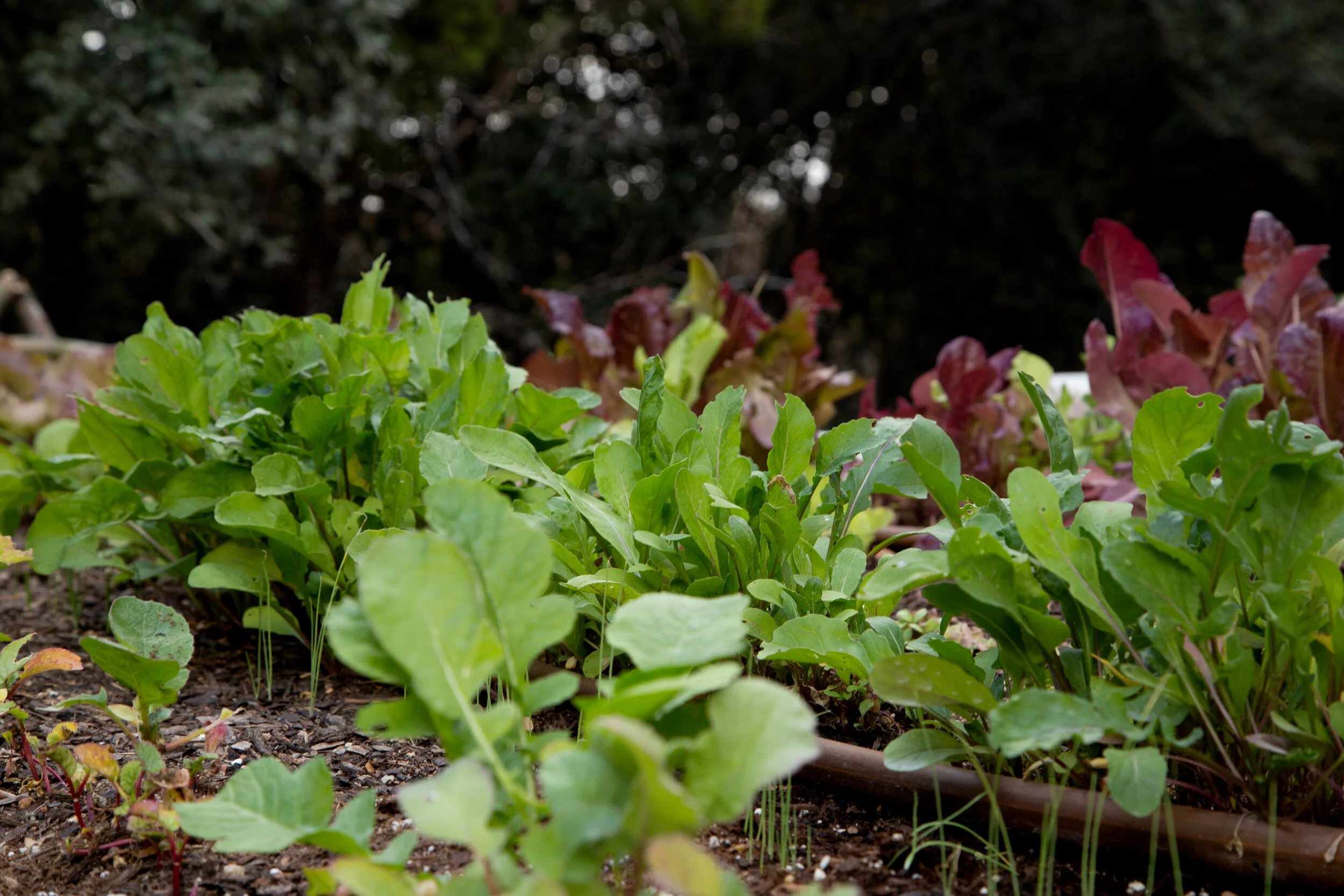 Services 2 — Raise Design