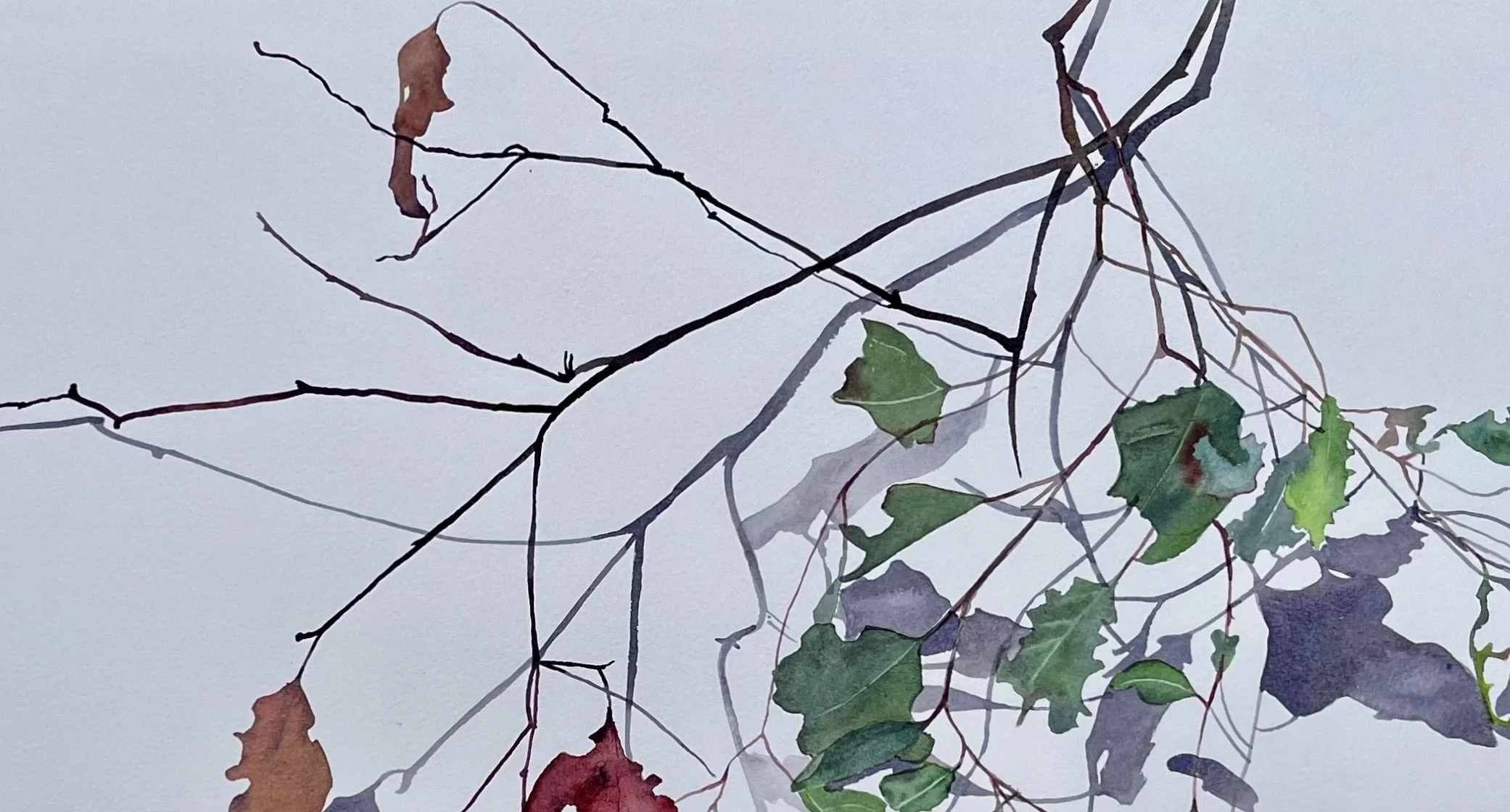 Botanical Portraits — Store 2 — Jess Jarvie Artistbotanical portraits ...