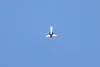 Dawn Mk-II Aurora - Rocket-Powered Aircraft — Dawn Aerospace