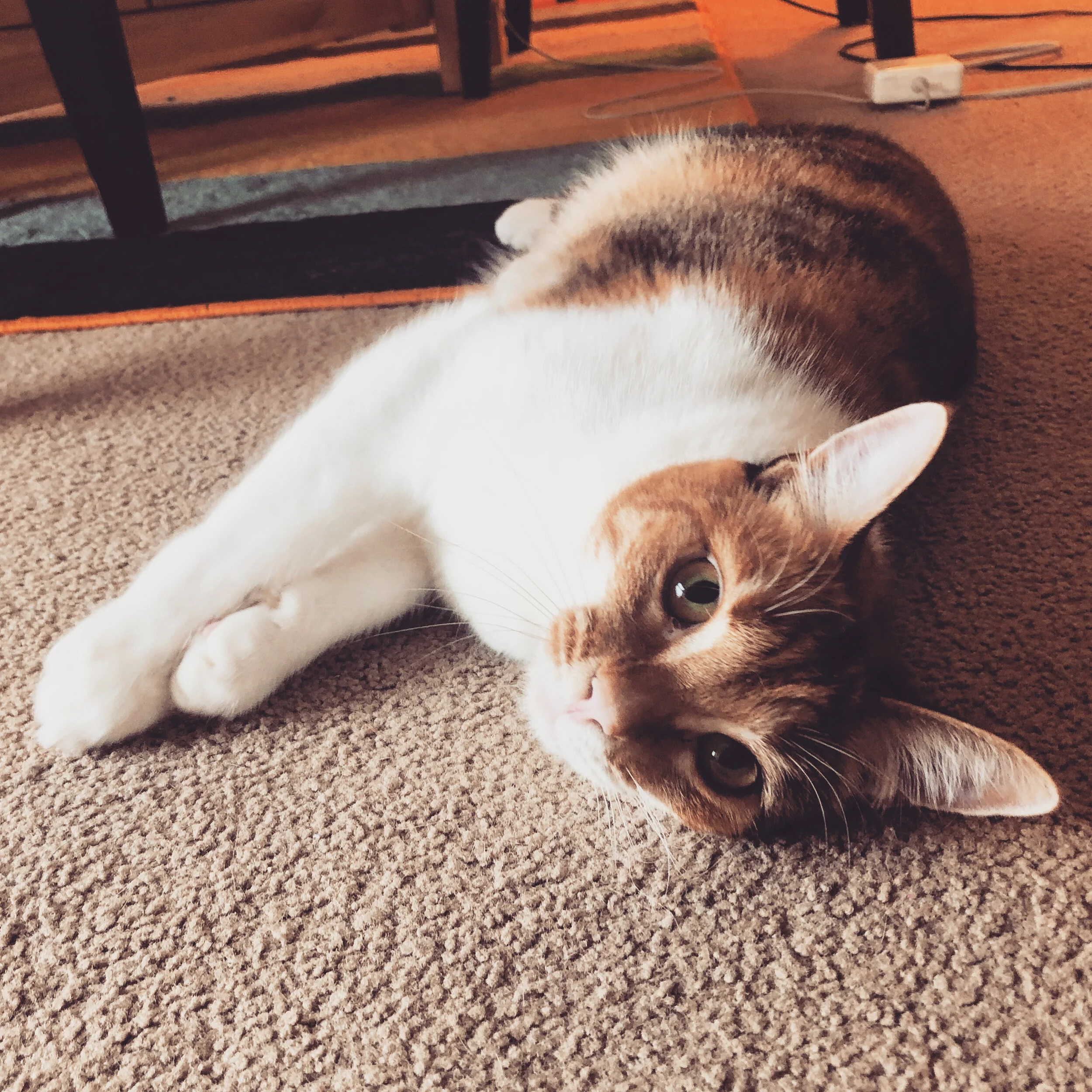 Pet Services — My Pet PA