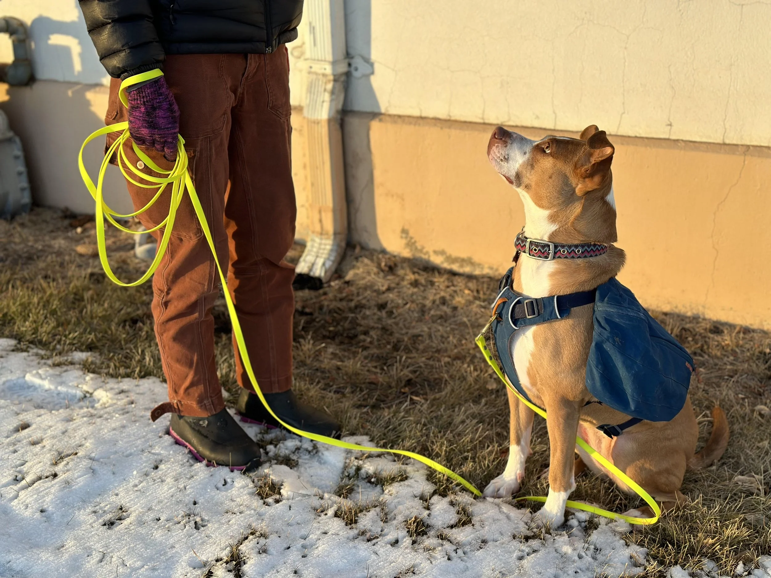 Biothane Long Lines — Blue Sky Behavior and Dog Training