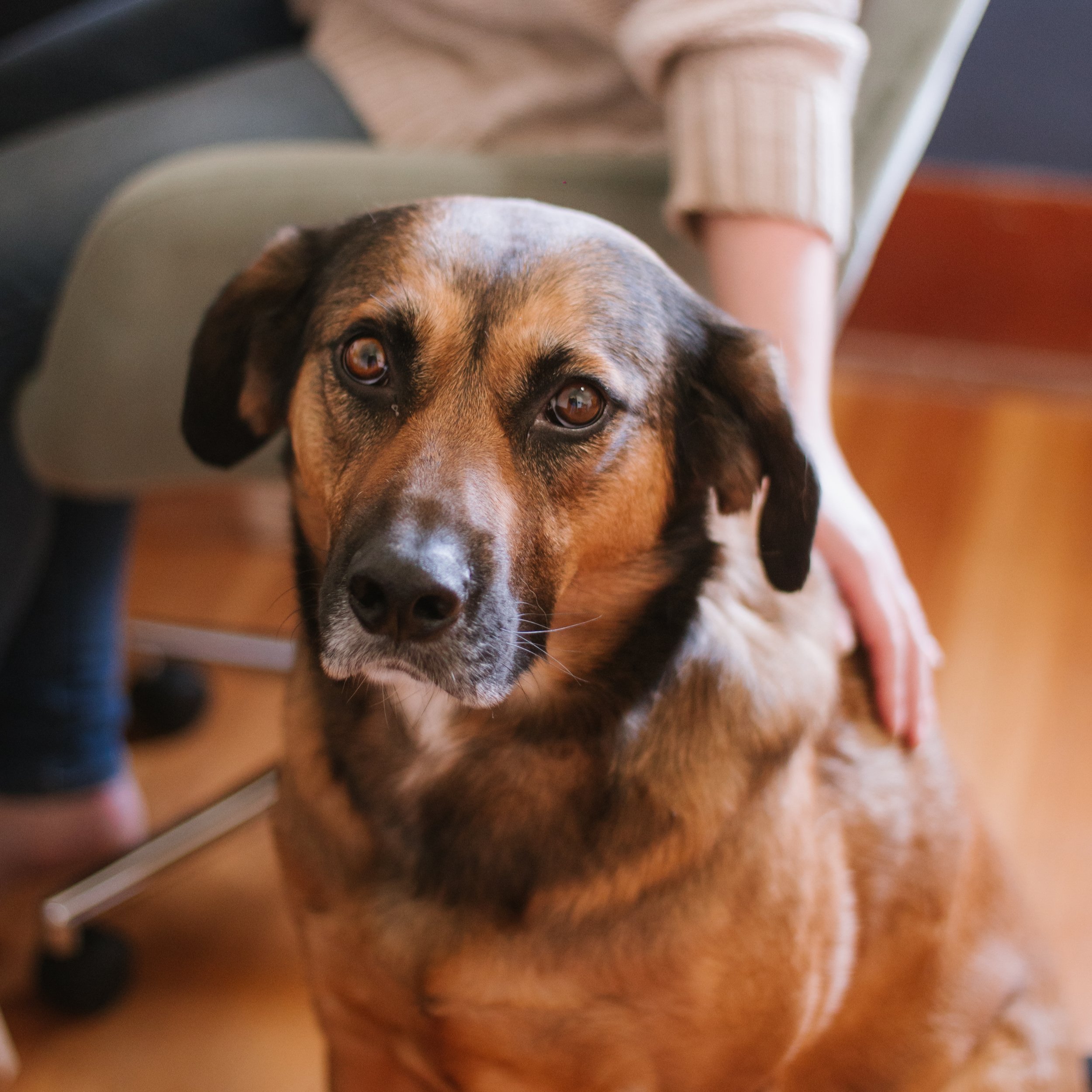 About — Wapiti Studios